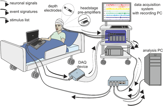 Dissociating neuronal representations of contents and texture along the ...